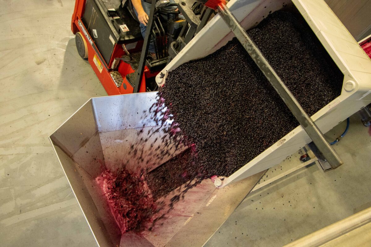 Harvest 2023: So close you can almost taste it - B Cellars Winery